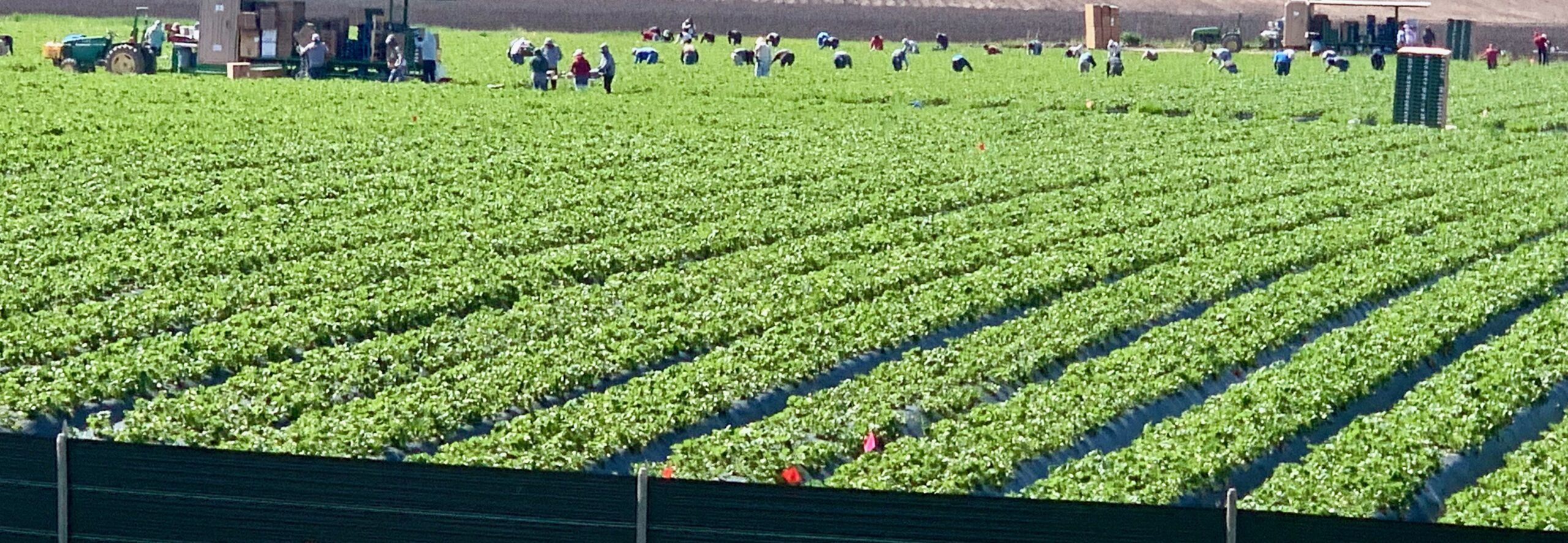 In Steinbeck's California, the crops are still harvested by Mexicans ...