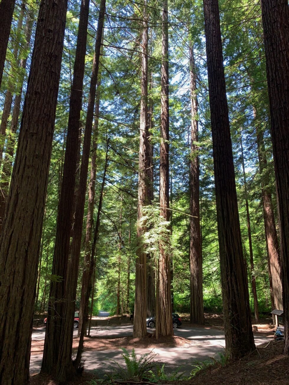 California's redwoods are like cathedrals of nature - Tip2Top